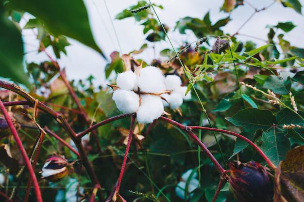 Shafaf Seeds