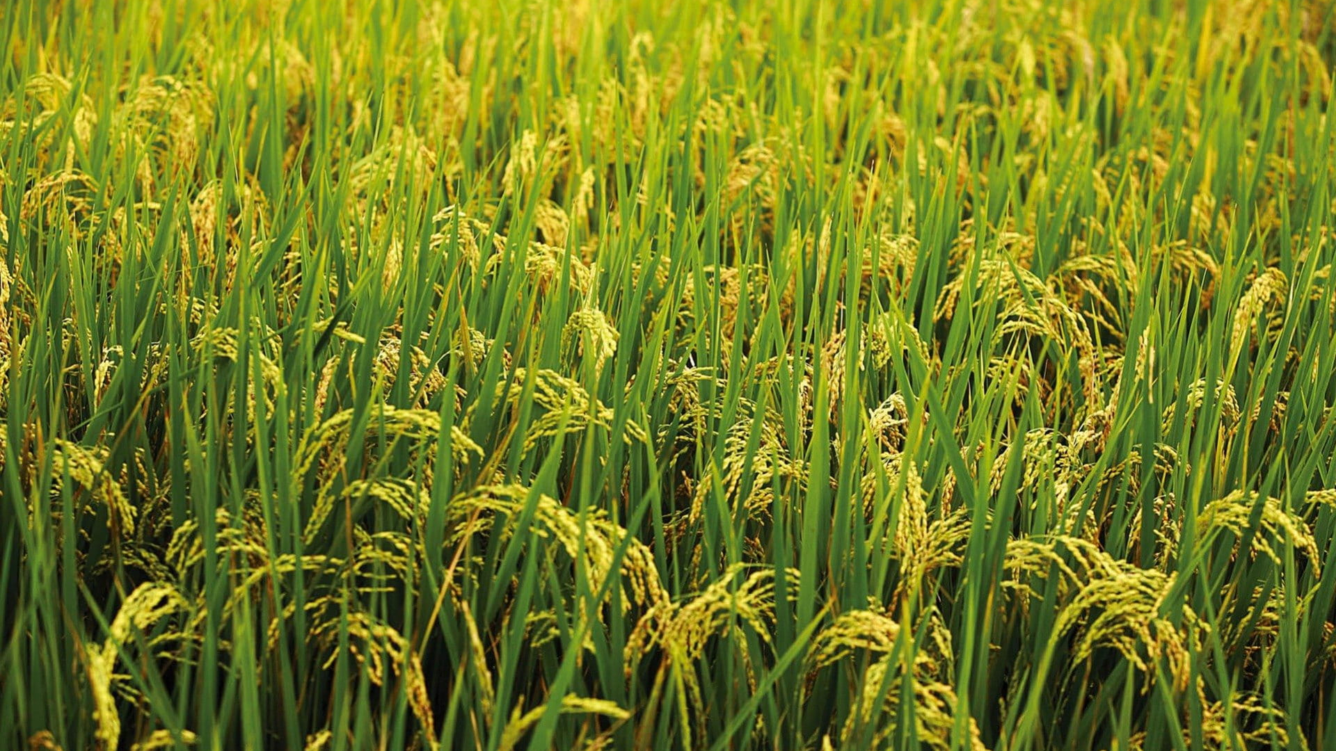 Shafaf Seeds