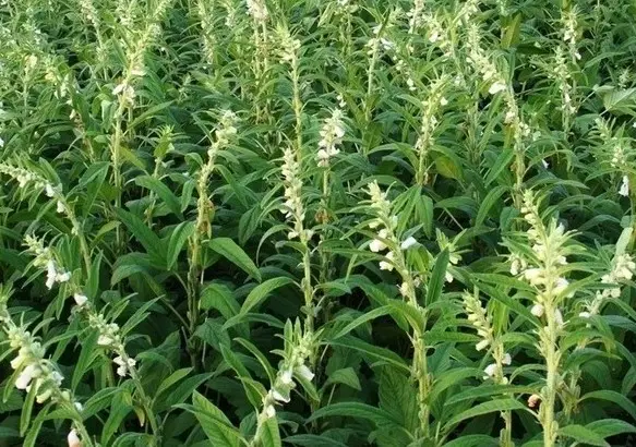 Shafaf Seeds